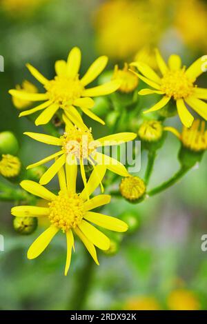 Close-up of yellow tansy flowers or Tanacetum achilleifolium in the ...