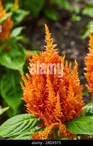 Vertical macro of vibrant orange and red palmate Japanese maple leaves ...