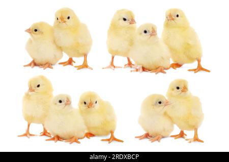 Collage with small cute baby chickens and eggs isolated on white Stock ...