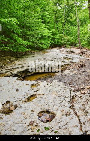 Exposed limestone riverbed with tiny pool of water in lush green forest ...