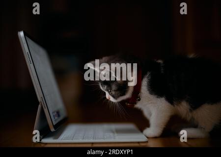 Cat Watching Tablet PC Stock Photo - Alamy
