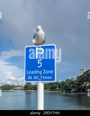 Seagull standing on post at Takapuna Boat Ramp. Auckland Stock Photo ...