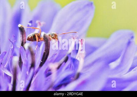 Macro photo of an ant sitting on a flower Stock Photo - Alamy