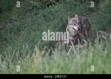 A legendary predator of the Alps, the Italian wolf (Canis lupus ...