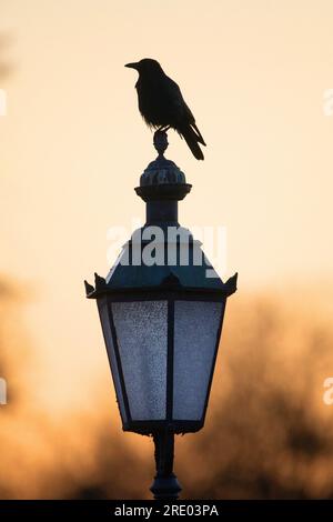 Carrion crow (Corvus corone) at sunset. Pyrenees. Lleida. catalonia ...