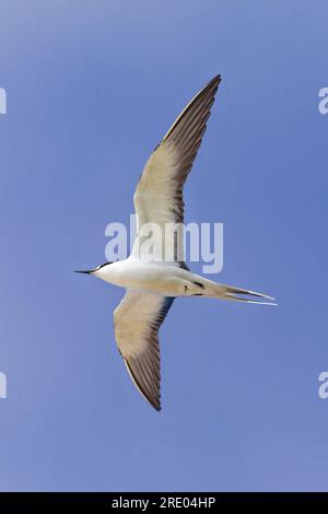 sooty tern (Sterna fuscata, Onychoprion fuscatus), adult on the beach ...