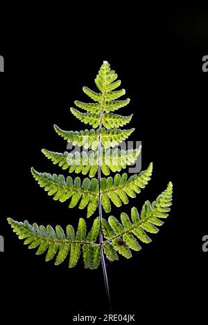limestone fern, scented oakfern, limestone oak fern (Gymnocarpium ...