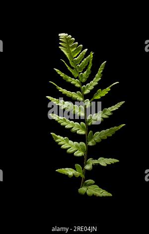 crested wood fern, gray crested shield fern, narrow swamp fern, crested ...