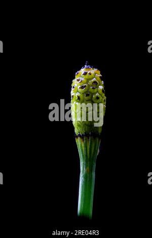 branched horsetail (Equisetum ramosissimum), sprout against black ...