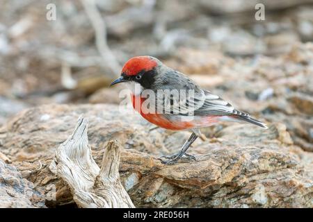 crimson chat (Epthianura tricolor), male sitting on a branch, Australia ...