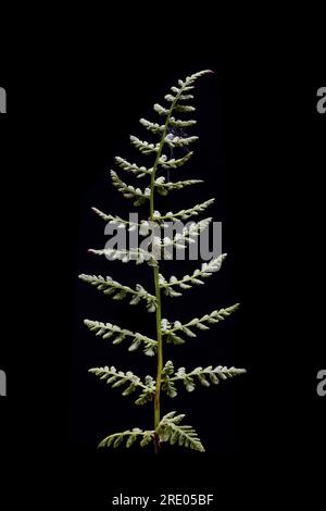 fragile ferns (Cystopteris Stock Photo - Alamy