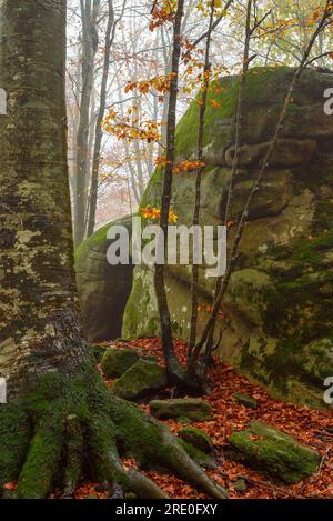 Beech forest of Roques Encantades, in Collsacabra, on a foggy autumn ...