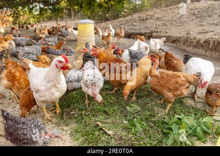 Free range chicken on a traditional poultry farm, France Stock Photo ...