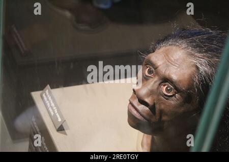 A photo of the head of an earlier form of humans in the process of ...