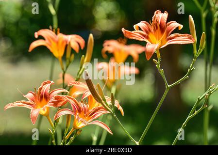 Flower of a daylily (Hemerocallis), Bavaria, Germany Stock Photo - Alamy
