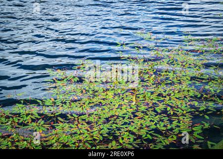 Aquatic Plants on the Surface of Ridgegate Reservoir Stock Photo - Alamy