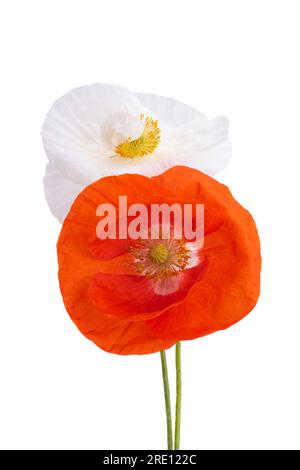 beautiful poppies isolated on white background Stock Photo - Alamy