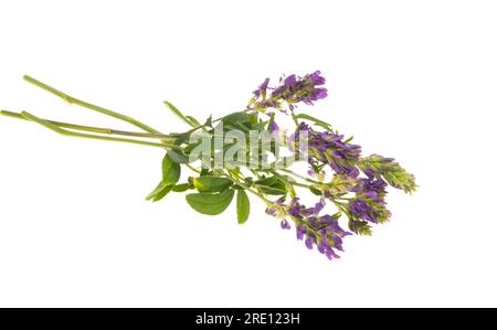 alfalfa flowers isolated on white background Stock Photo - Alamy