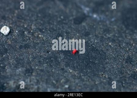 Little Red velvet mites moving on black stone. Small bright ...