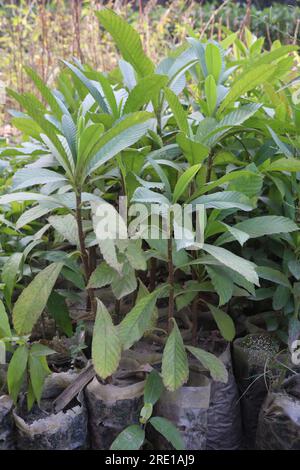 Dillenia indica tree plant in farm for harvest are cash crops Stock ...