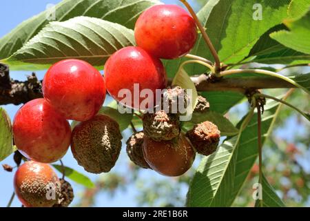 Agricultural disasters: cherry crops ruined by rain. Moldy rotten ...