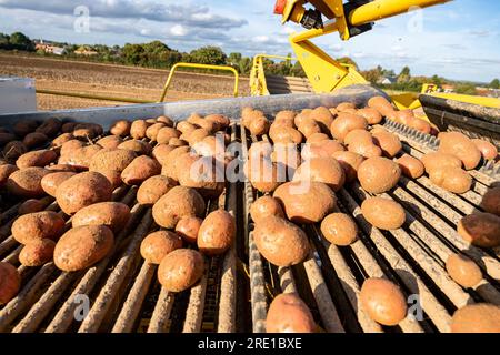 Potato harvest: digging up potatoes in the middle of field. Potato ...