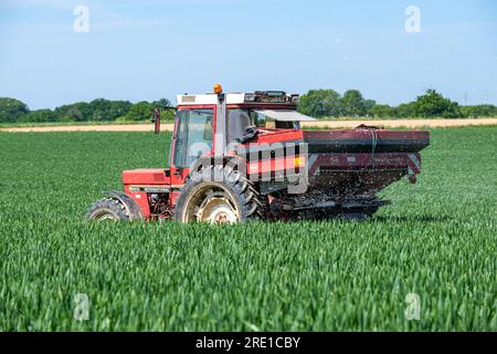 Spreading fertilizer on wheat at the heading stage. Tractor and ...