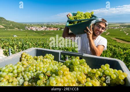 Young worker gathering in crops of artichokes Stock Photo - Alamy