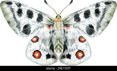 Apollo butterfly living in mountainous areas, isolated on white ...