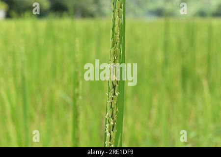 young and unripe rice in the paddy field. closeup of rice in the field ...