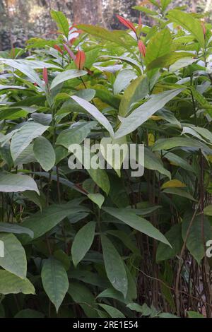 Terminalia chebula tree plant on farm for harvest are cash crops Stock ...
