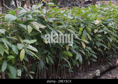 Terminalia chebula tree plant on farm for harvest are cash crops Stock ...