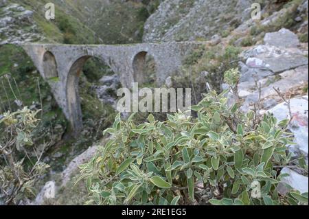 ALBANIA, Gjirokastra, Ali Pasha bridge crossing a rocky gorge, wild ...