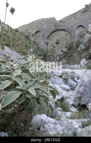 ALBANIA, Gjirokastra, Ali Pasha bridge crossing a rocky gorge, wild ...