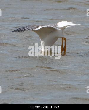 A Yellow-footed gull fishing on the Kent Estuary, Arnside, Cumbria, UK ...