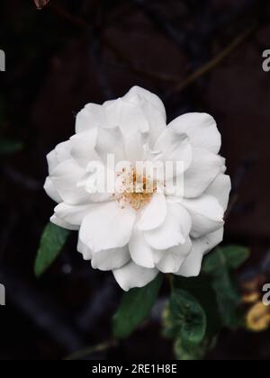Maria Mathilda Rose Stock Photo - Alamy