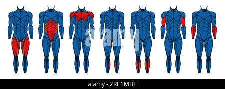 Leg Muscle Anatomy (Front View) illustration Stock Vector Image & Art ...