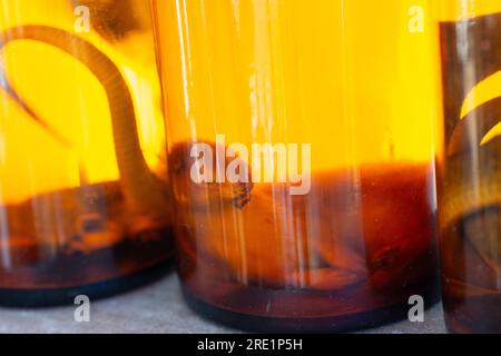 Animals Preserved in Formaldehyde Solution Stock Photo - Alamy