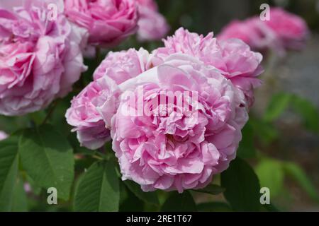 Frilly double pink summer flowers of old shrub rose Rosa 'Comte De ...
