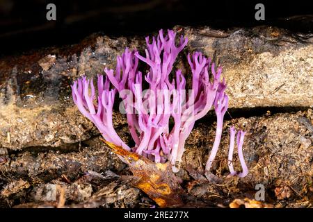 Violet Coral Fungus - Clavaria zollingeri Stock Photo - Alamy