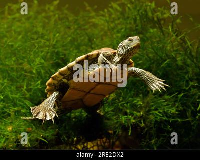 Baby Common Map Turtle Stock Photo - Alamy