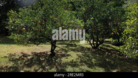 An Abiu tree, Pouteria caimito, with large yellow fruit ripening in the ...