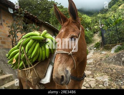 Mule with load of green bananas in Colombian agricultural plantation ...