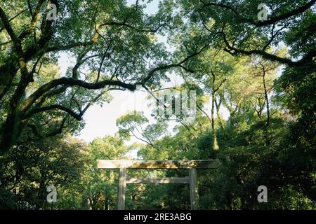 Atsuta Shrine Torii gate with green forest in Nagoya, Japan Stock Photo ...