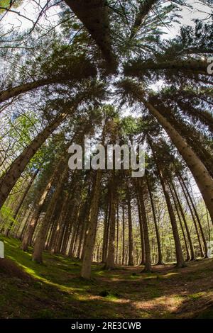 Fisheye lens shot looking up through pine trees Stock Photo - Alamy