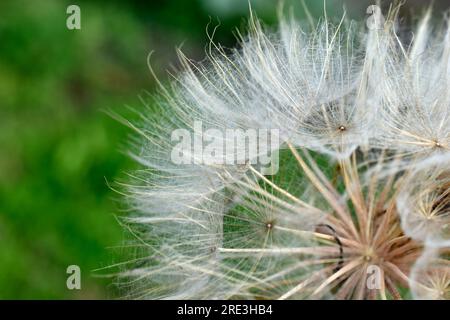 Giant dandelion close-up macro photo in summer afternoon. Beauty face ...