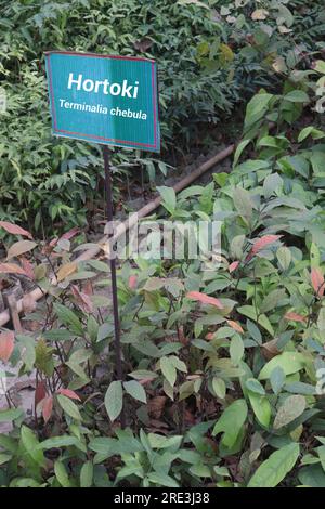 Terminalia chebula tree plant on farm for harvest are cash crops Stock ...