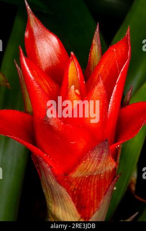 Guzmania, Bromeliad, flower, Bromeliaceae, Tillandsioideae, cultivated ...