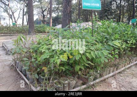 hopea odorata tree plant on farm for harvest are cash crops Stock Photo ...