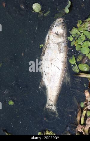 Dead silver carp fish due to bad water in the lake Stock Photo - Alamy